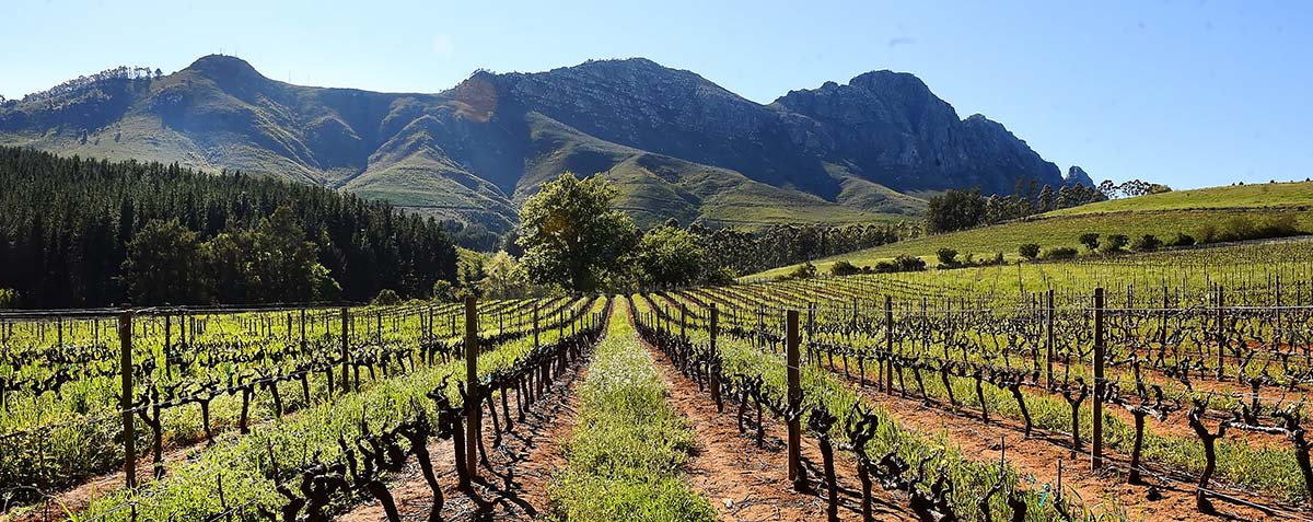 Explore the Captivating Wines of Aslina in South Africa